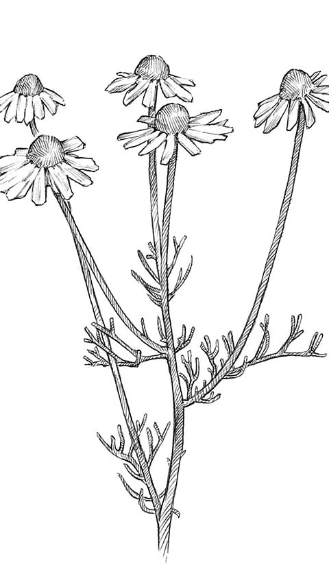 Botanical Profile of a plant: Chamomile - Weleda