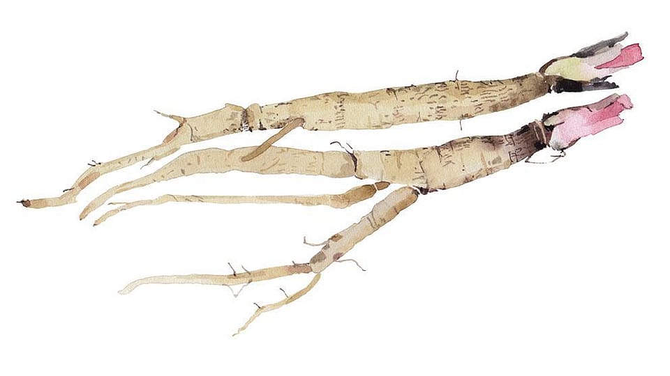 Arctium Lappa Root Extract - Weleda