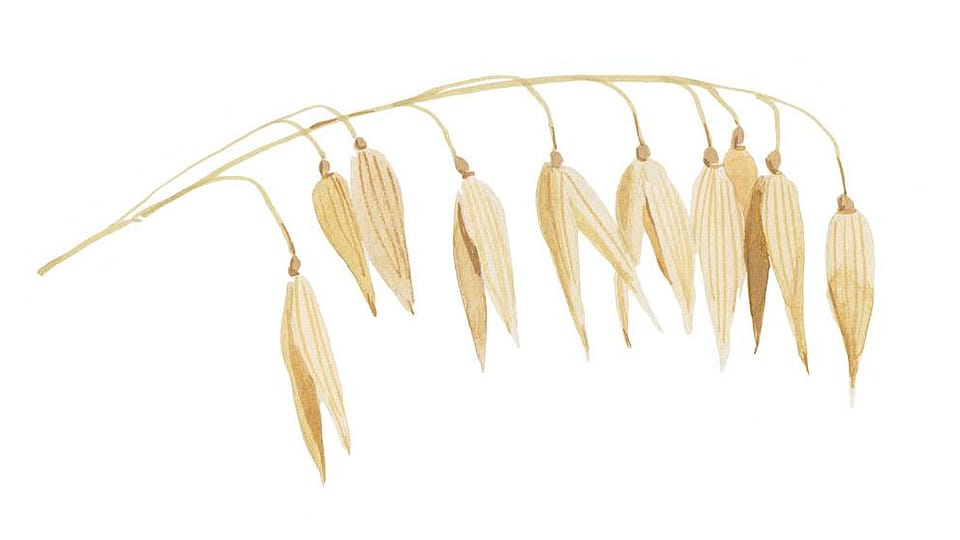Avena Sativa (Oat) Flower/Leaf/Stem Extract - Weleda
