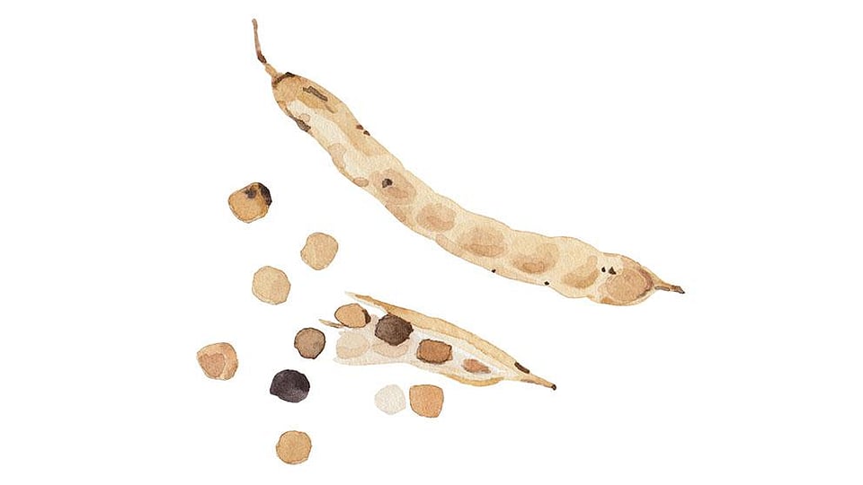 Cyamopsis Tetragonoloba (Guar) Gum - Weleda