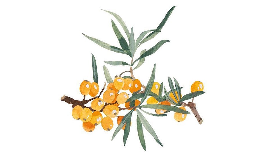Hippophae Rhamnoides Oil - Weleda
