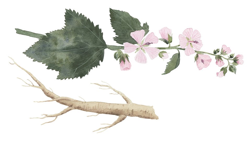 Malva Silvestris (Mallow) Extract - Weleda