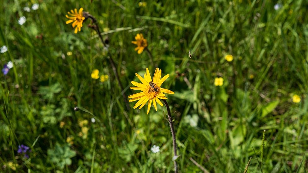 Arnica: Portrait of a Medicinal Plant - Weleda