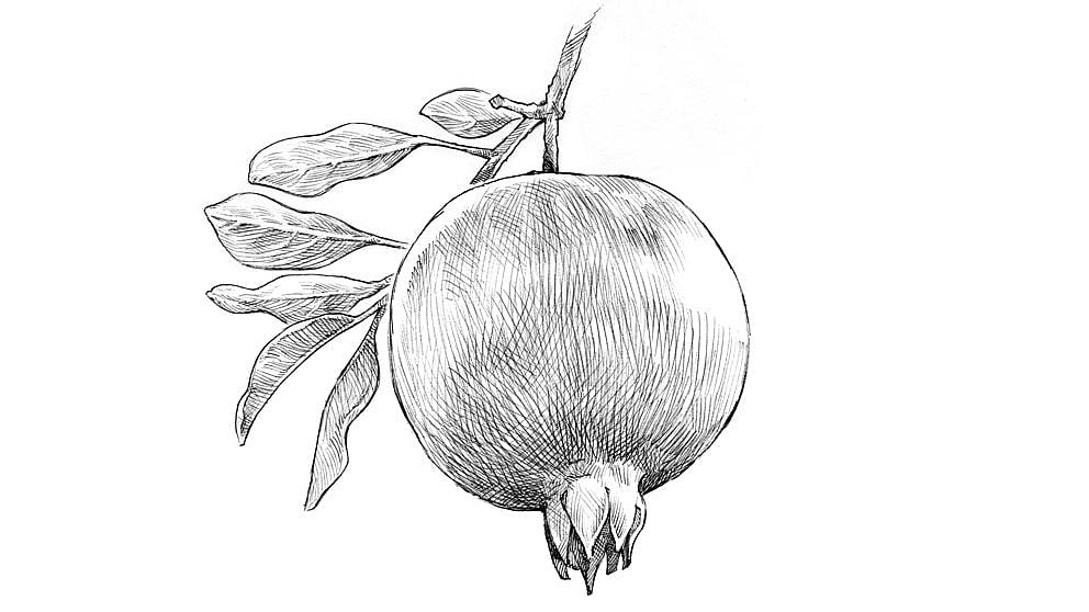 The pomegranate is one of the world’s oldest cultiv - Weleda